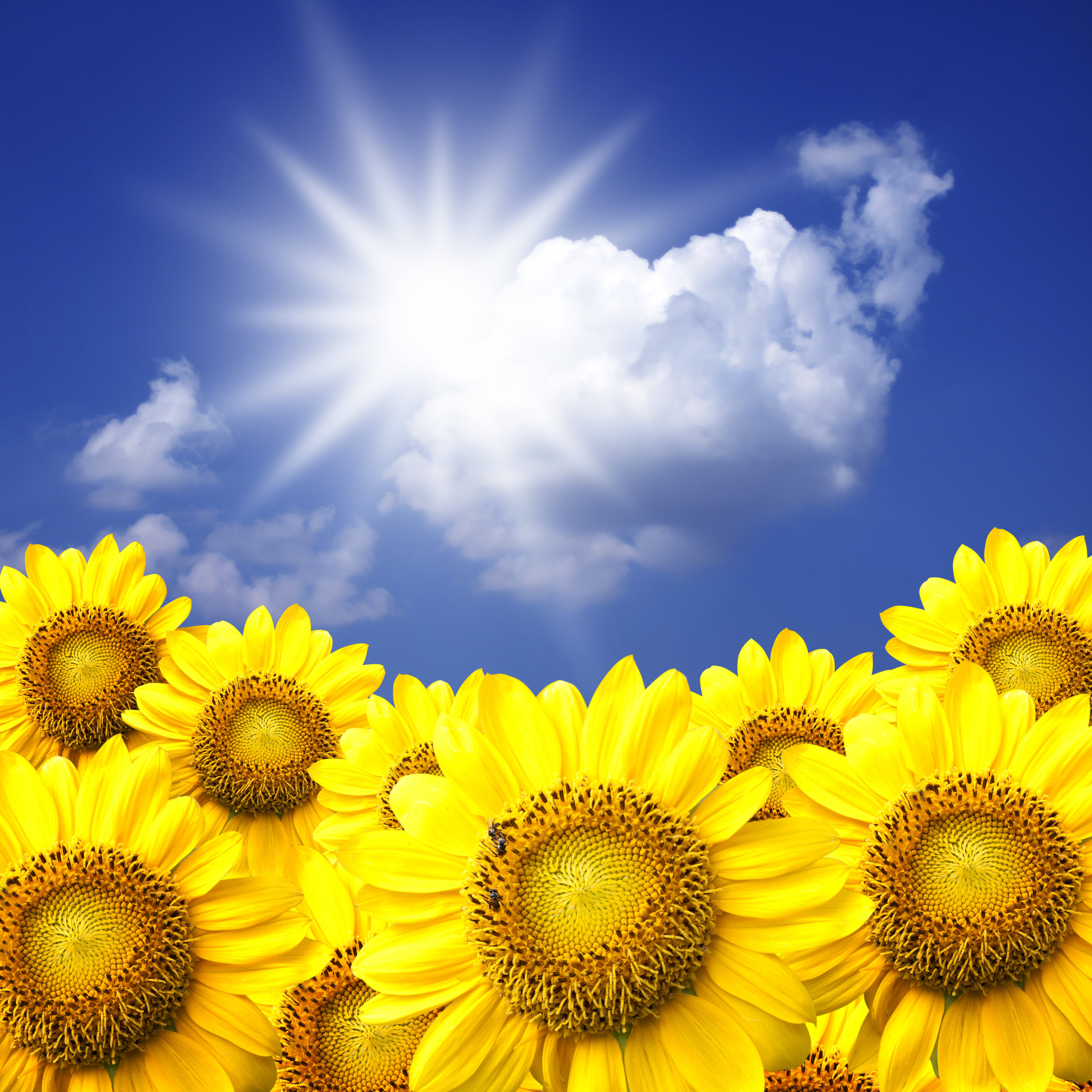 Ebern Designs Sunflower by Sarunyu_Foto - Wrapped Canvas Photograph | Wayfair